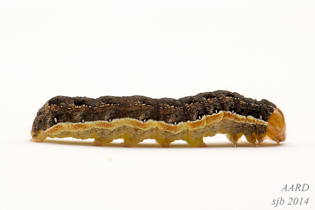Bertha Armyworm - Diagnostic Guide