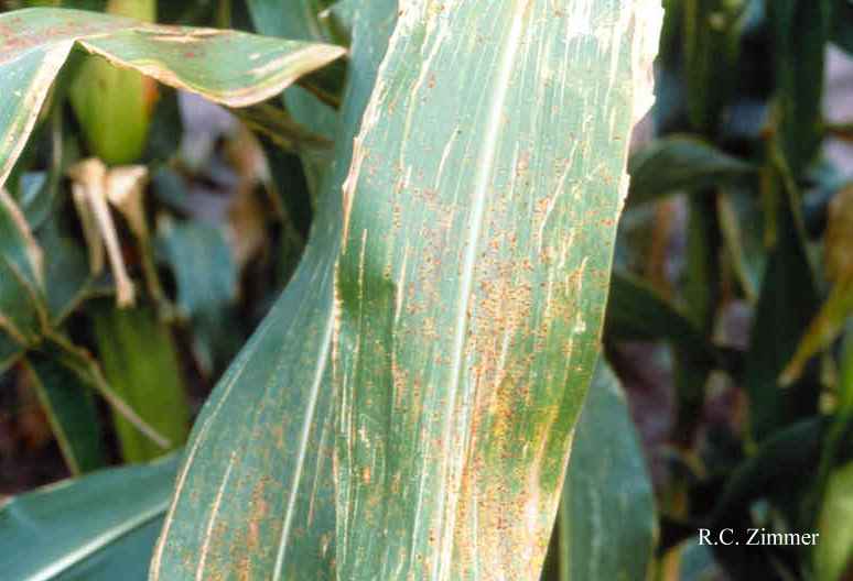 Diseases of Vegetables - Corn